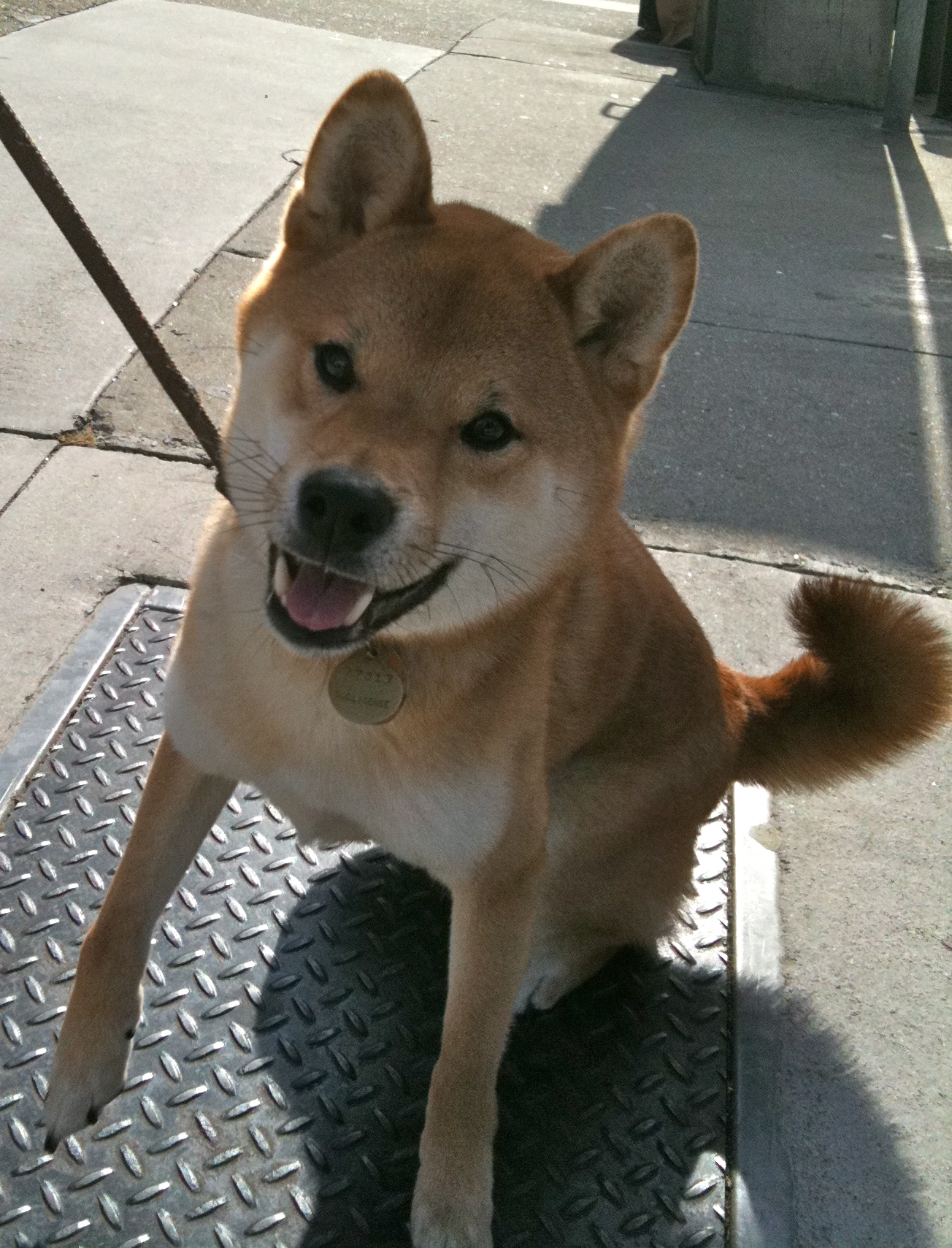 Dog Of The Day Shiba Inu The Dogs Of San Francisco Dog Of The Day Shiba Inu The Dogs Of San Francisco