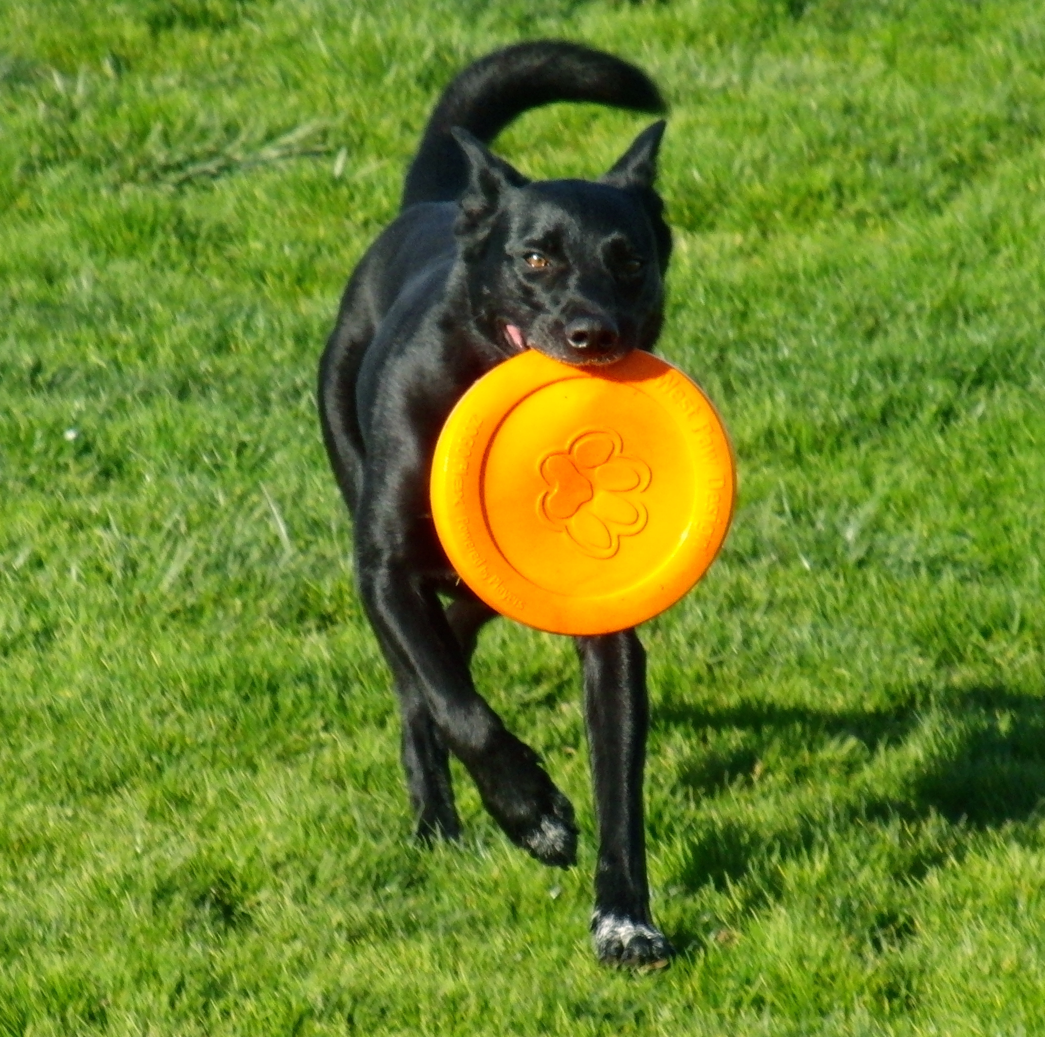 I m Fetching I m Fetching I Just Thought You Should Know The Dogs I m Fetching I m Fetching I Just Thought You Should Know The Dogs